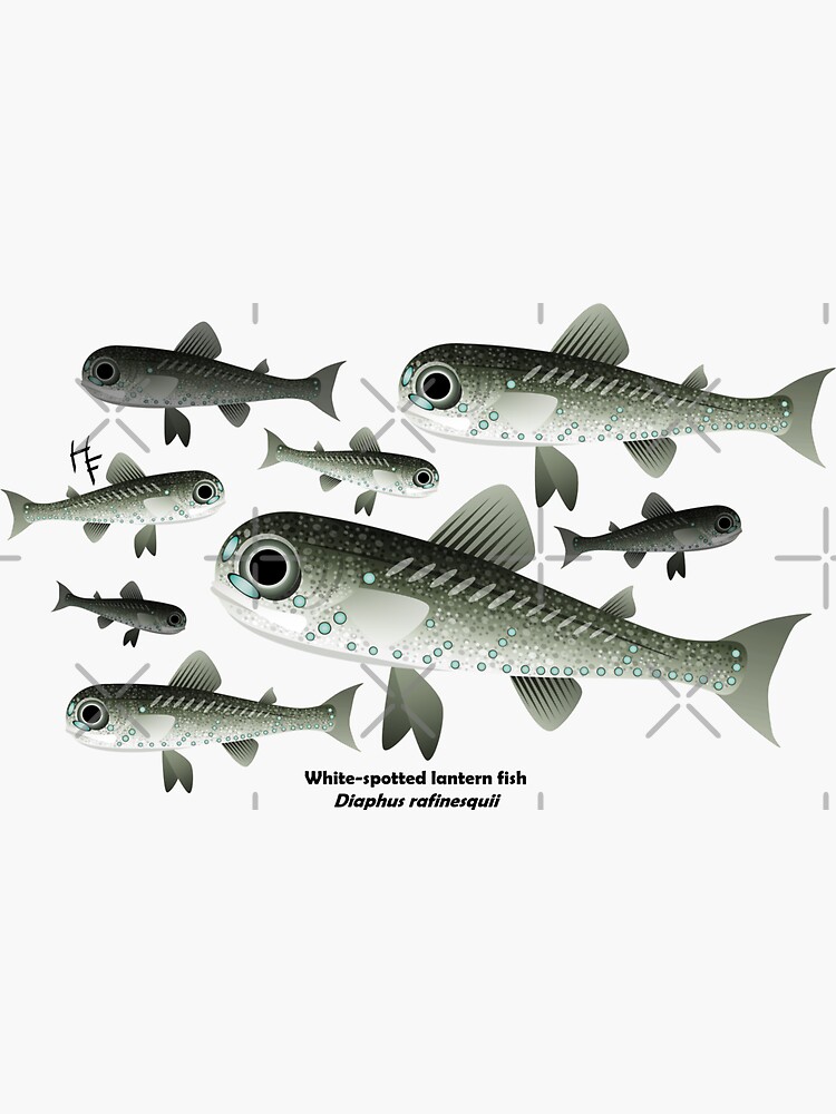 "Team Submarine White-spotted Lantern Fish (Diaphus rafinesquii ...