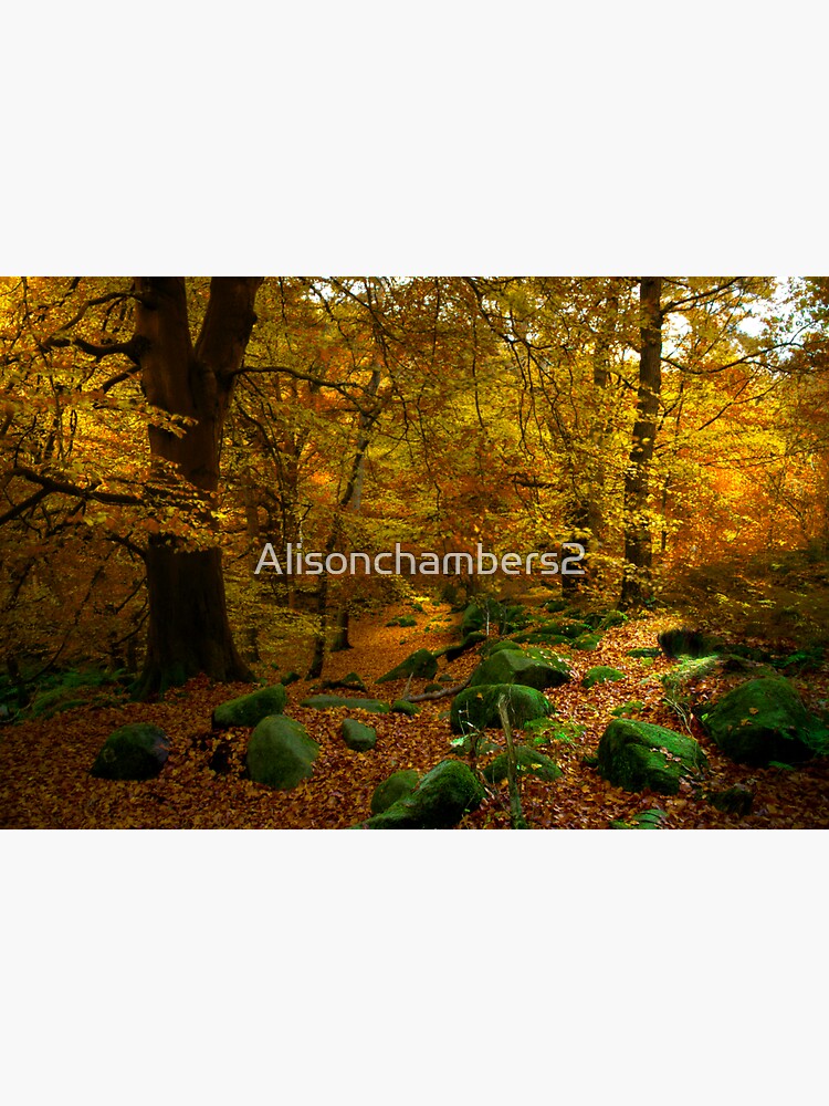 Pegatina «Árboles y rocas en Padley Gorge» de Alisonchambers2 | Redbubble