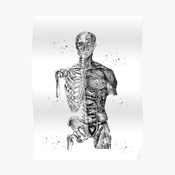 "Muscles of the Torso" Poster for Sale by erzebetth | Redbubble
