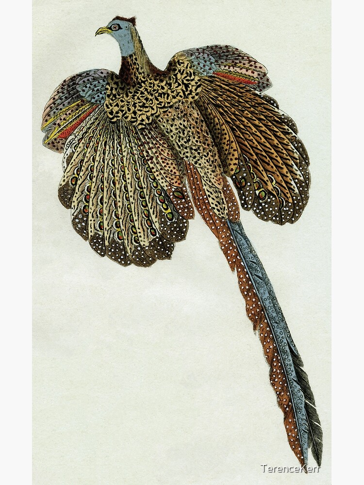 "Magnificent male pheasant, the great argus" Poster for Sale by ...