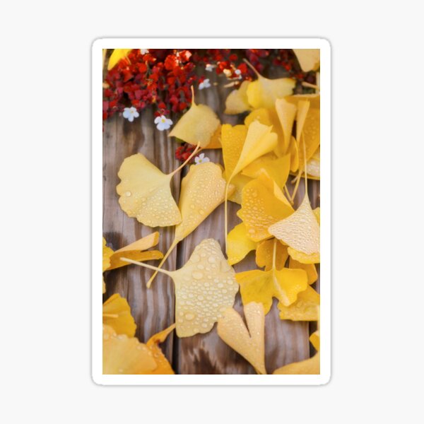"Ginkgo Featured" Sticker by Pilou | Redbubble
