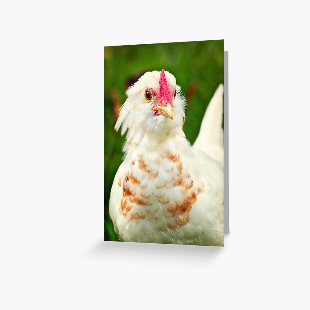 "White Barbu d'Uccle bantam chicken" Greeting Card by InspiraImage ...