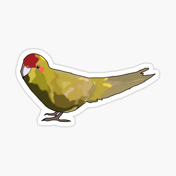 "Cute Kakariki Bird" Sticker for Sale by katiebca2 | Redbubble