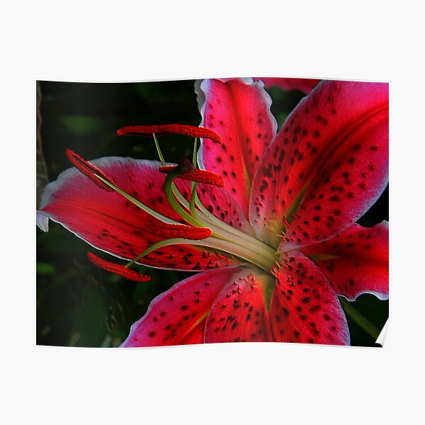 "Extrovert !" Poster by elfie | Redbubble