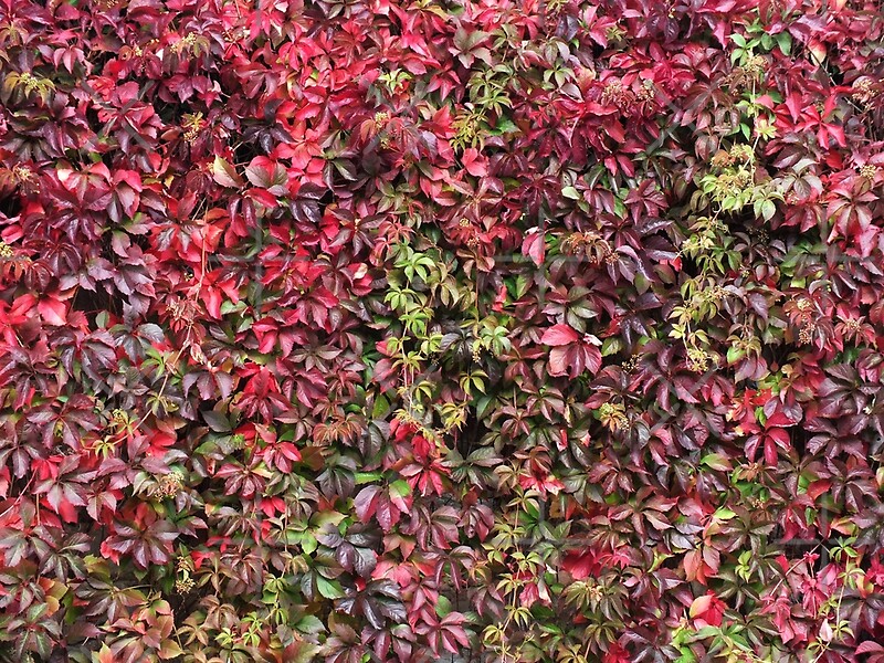 "Virginia (pattern)" by Yampimon | Redbubble