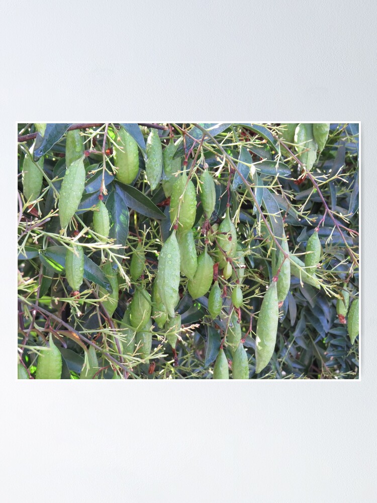 "Wonga wonga vine pods" Poster for Sale by greentiger1 | Redbubble