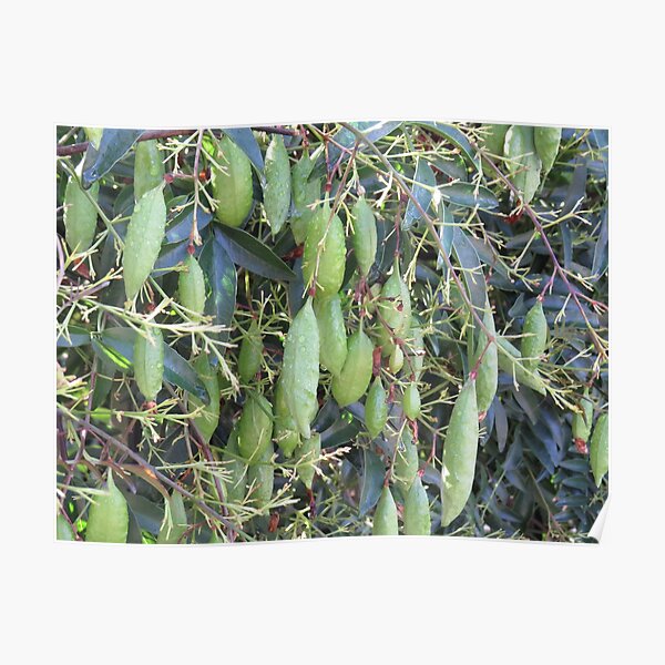 "Wonga wonga vine pods" Poster for Sale by greentiger1 | Redbubble