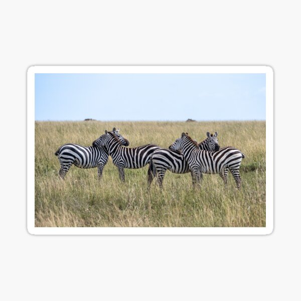 "Zebras: Sticking together. Serengeti National Park" Sticker for Sale ...