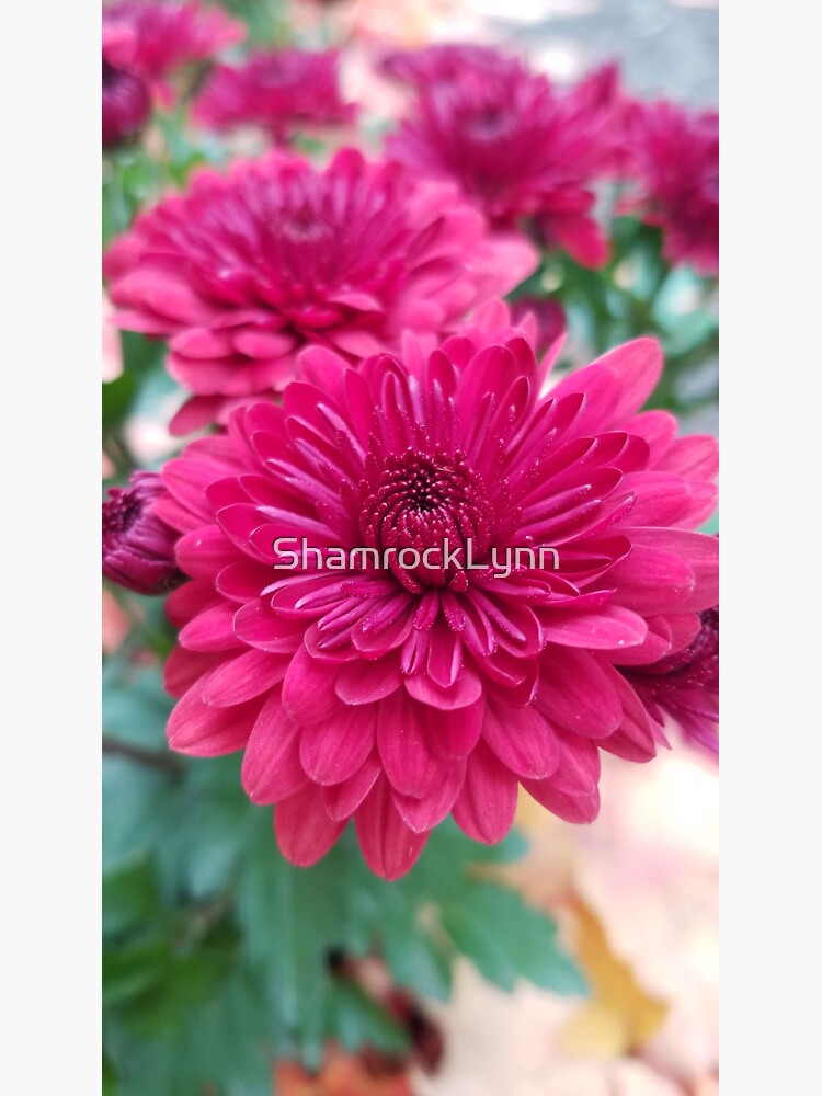 "Pink Mums " Sticker for Sale by ShamrockLynn | Redbubble
