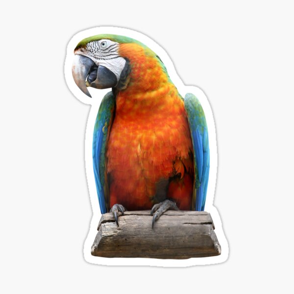 "Cute Parrot " Sticker for Sale by pnand | Redbubble
