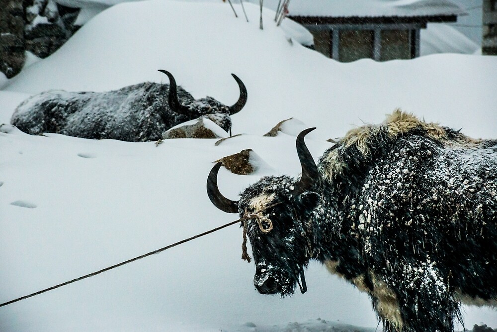 "Yak Life IV" by MatherForce | Redbubble