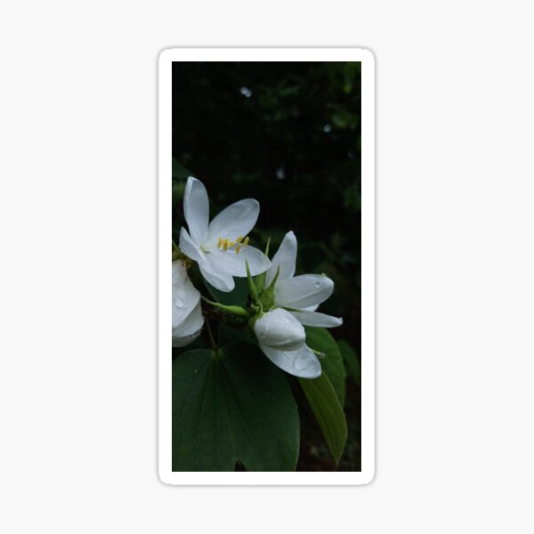 "white flower" Sticker for Sale by khaanju | Redbubble