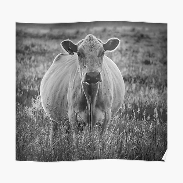 "fat cow" Poster by jdavey57 | Redbubble