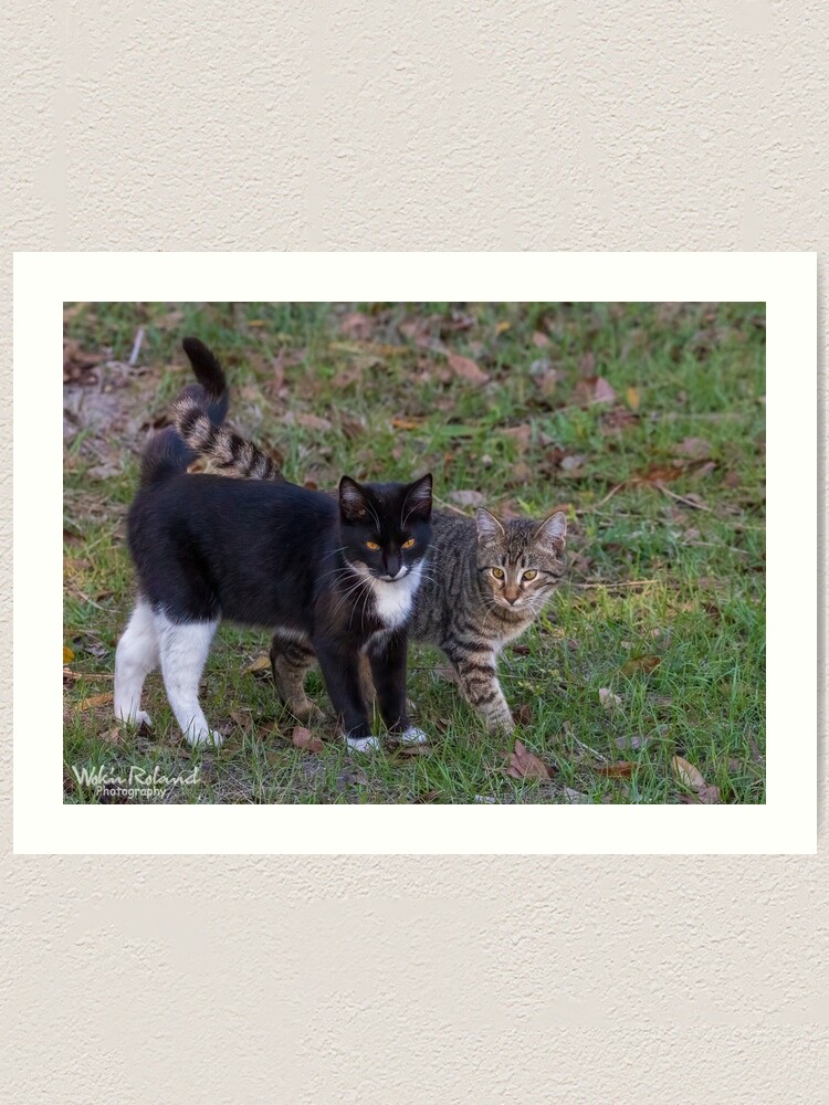 "Twisted Tails Cat Friends" Art Print for Sale by WokNRoland | Redbubble
