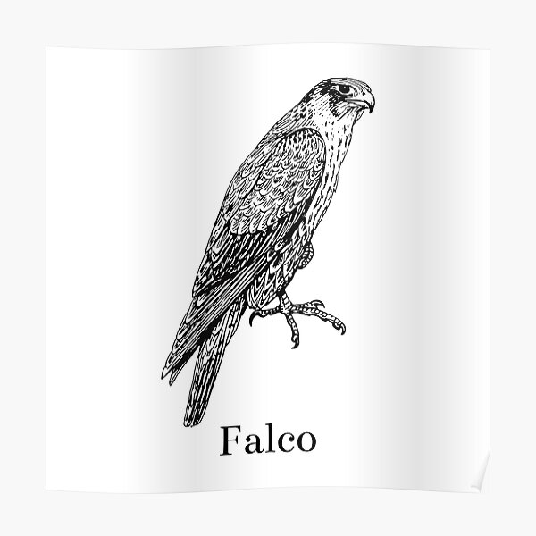 "Falcon – Falco" Poster for Sale by freekZOID | Redbubble