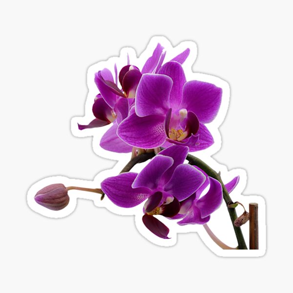 "Purple, Yellow and White Orchid Flower Cluster" Sticker for Sale by ...