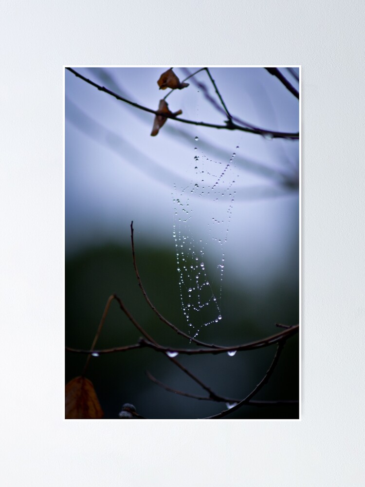 "Spiderweb String of Jewels" Poster for Sale by depictionly | Redbubble