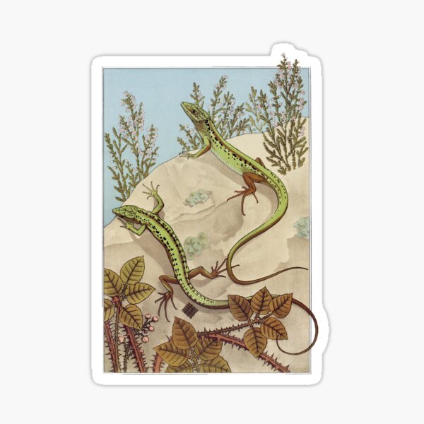 "Lizards" Sticker for Sale by kubranurgullu | Redbubble
