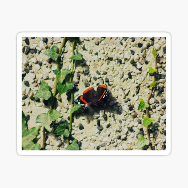 "Red Admiral butterfly" Sticker for Sale by Francespoppy | Redbubble