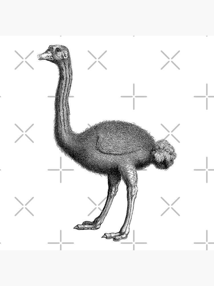 Ostrich Premium Matte Vertical Poster sold by Mayank Agarwal | SKU ...