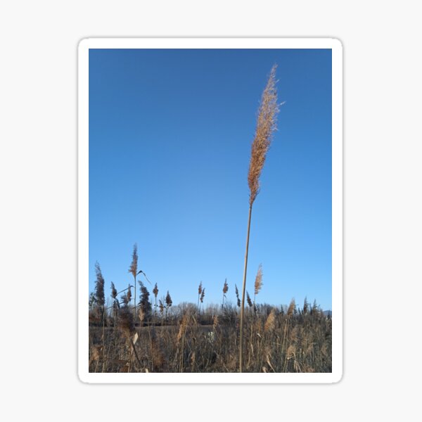 "a blade of grass" Sticker for Sale by TABITAland | Redbubble