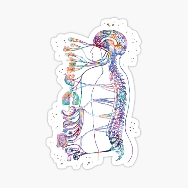 "Autonomic Nervous System" Sticker for Sale by EvasDreams | Redbubble