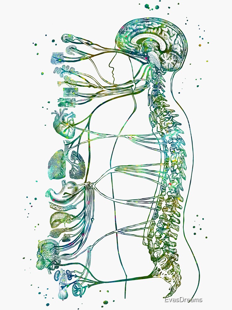 "Autonomic Nervous System" Sticker for Sale by EvasDreams | Redbubble