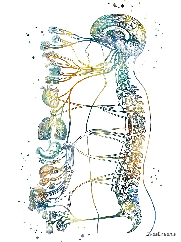 Autonomic Nervous System Poster For Sale By Evasdreams Redbubble 