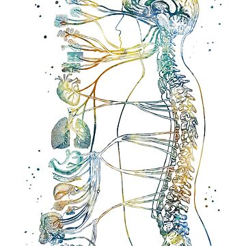 "Autonomic Nervous System" Art Board Print for Sale by EvasDreams ...