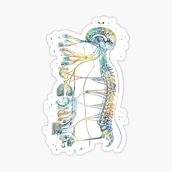 "Autonomic Nervous System" Sticker for Sale by EvasDreams | Redbubble