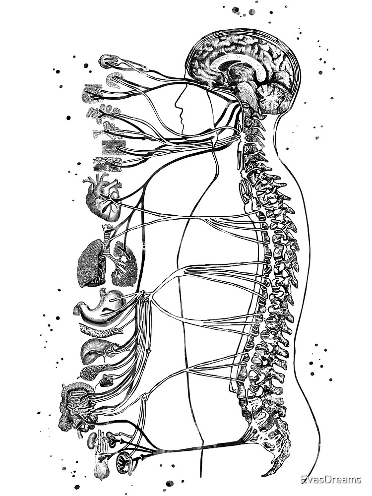 "Autonomic Nervous System" Poster for Sale by EvasDreams | Redbubble