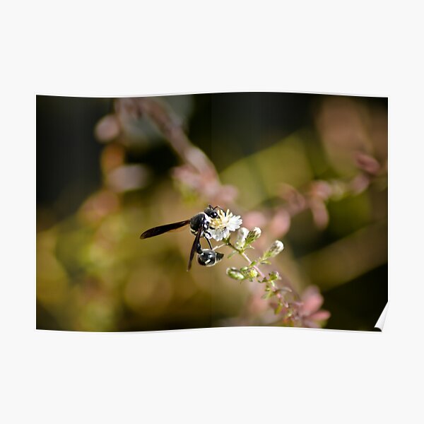 "Mud Dobber on White Flower" Poster for Sale by depictionly | Redbubble