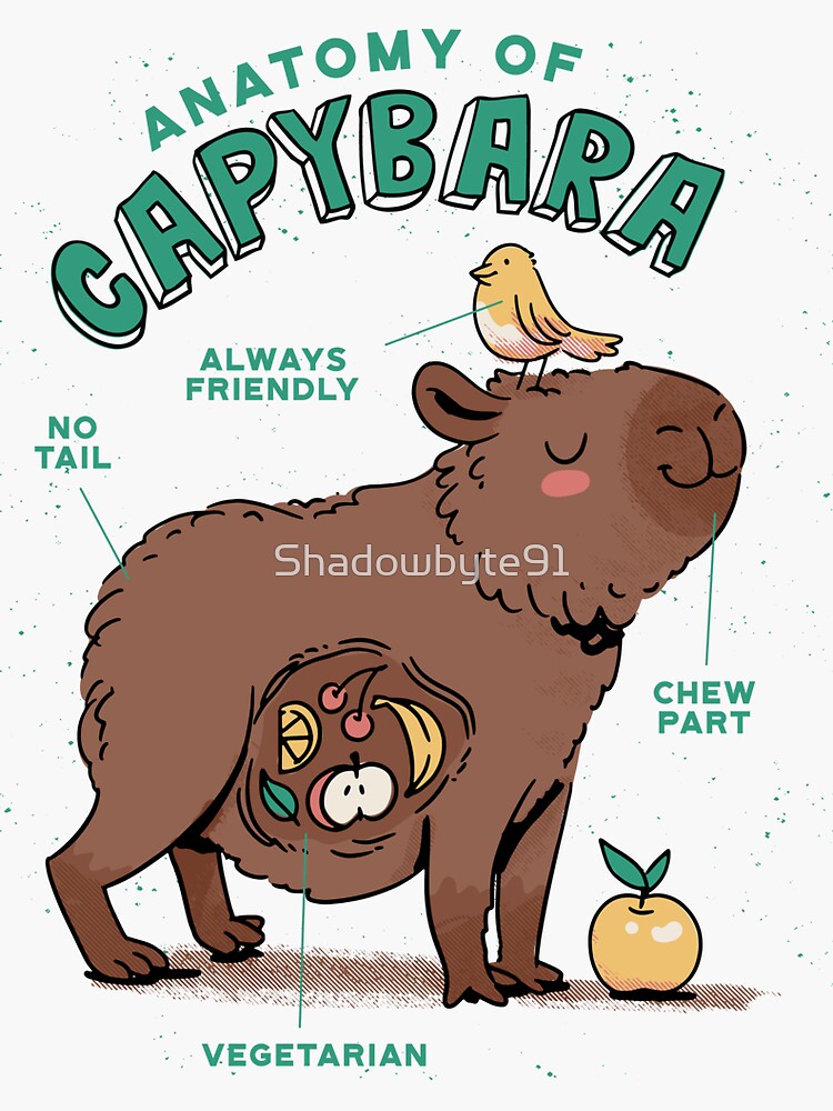 "Capybara Anatomy" Sticker for Sale by Shadowbyte91 | Redbubble