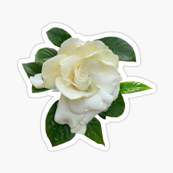 "White rose" Sticker for Sale by Justaddwater99 | Redbubble