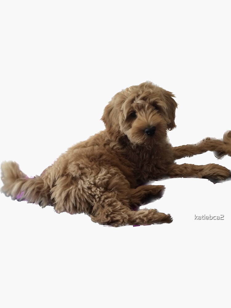 "Labradoodle Puppy Cute " Sticker for Sale by katiebca2 | Redbubble