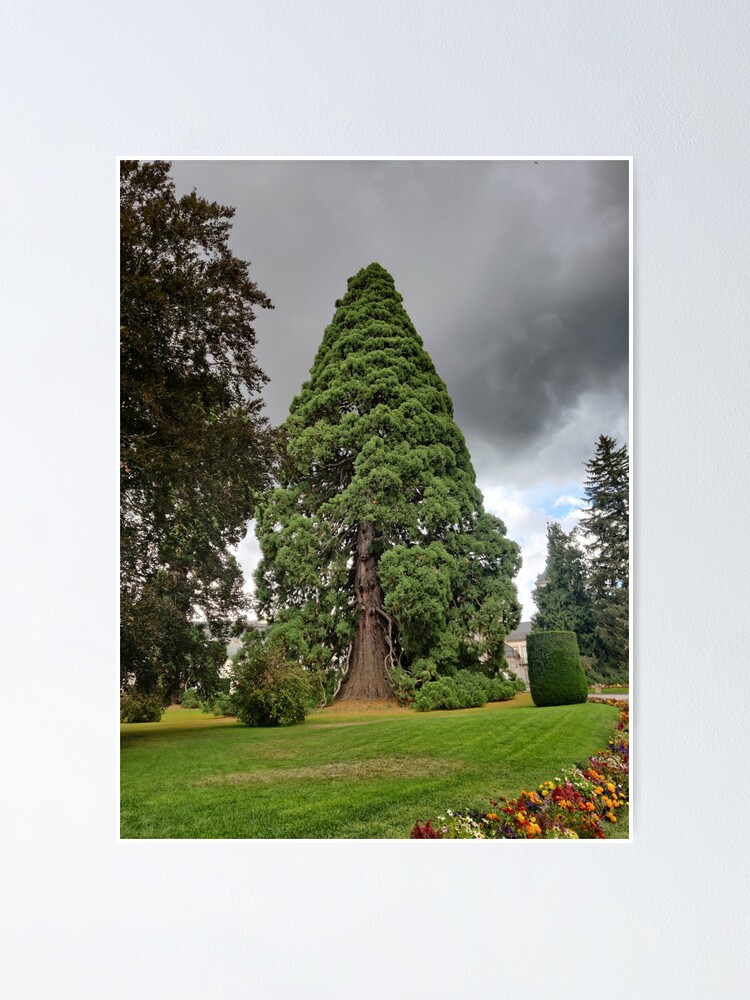 "Giant Sequoia Tree "el Rey"" Poster for Sale by jdlpgl | Redbubble