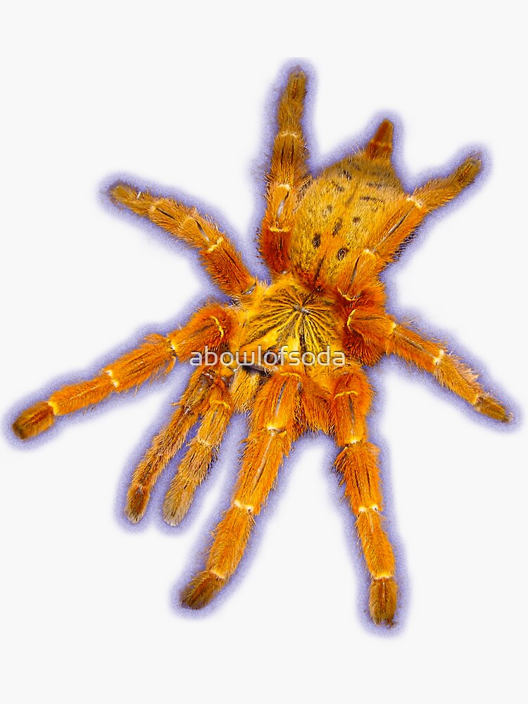 "Orange Tarantula " Sticker for Sale by abowlofsoda | Redbubble