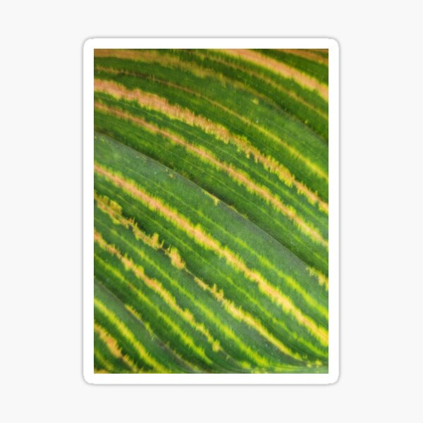 "Breath of fresh air " Sticker for Sale by LLC-Designs | Redbubble