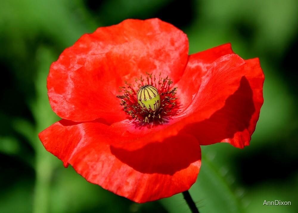 "Papaver rhoeas - Common Red Poppy" by AnnDixon | Redbubble