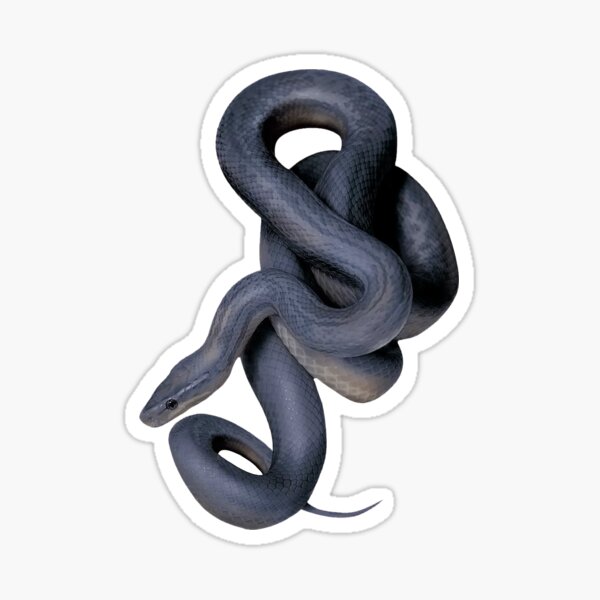 "Snakehead" Sticker for Sale by chelseander | Redbubble