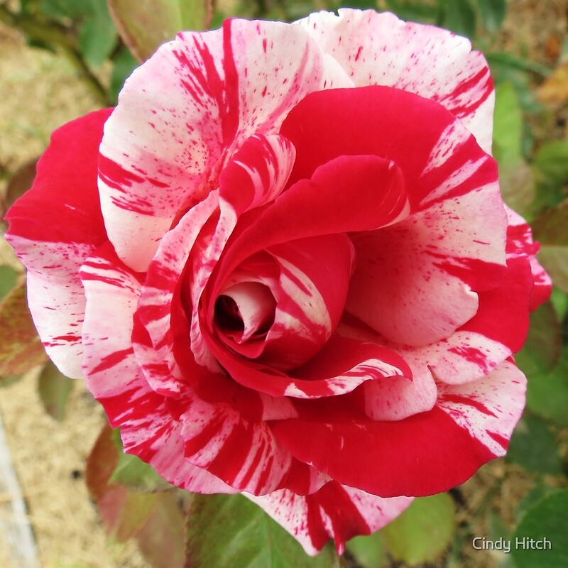 "Candy Stripe Rose" by Cindy Hitch | Redbubble