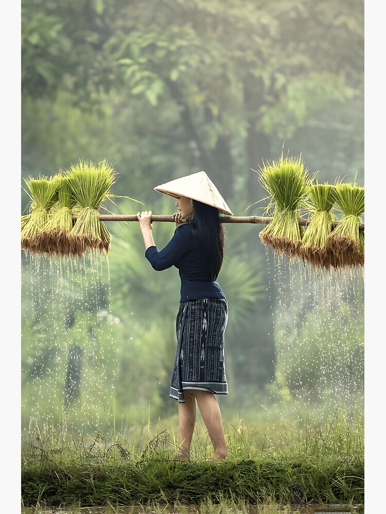 "GIRL RICE FARMING IN VIETNAM " Sticker for Sale by StephaniSander ...
