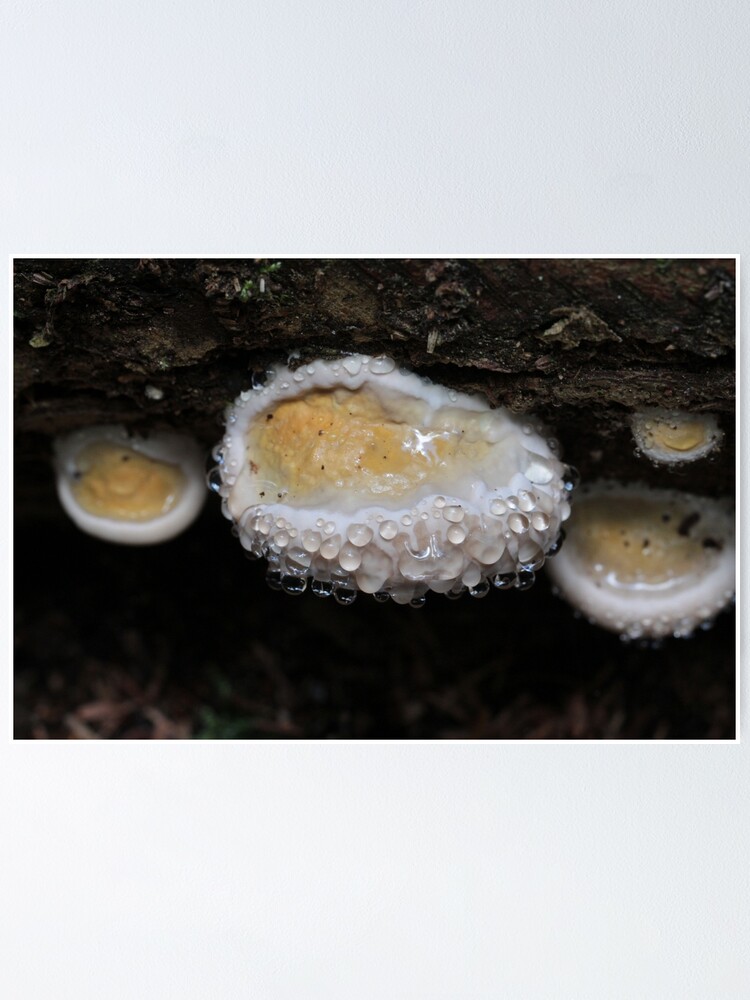 "Red-banded Polypore I" Poster for Sale by cuprum | Redbubble