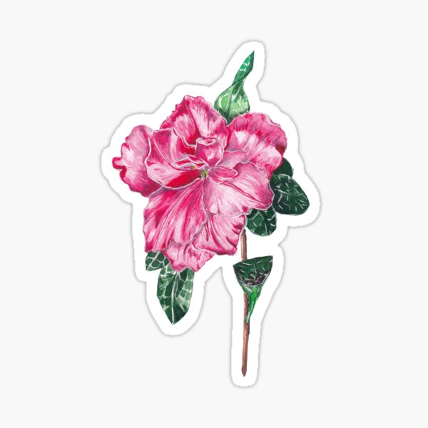 "Azalea" Sticker for Sale by feafox92 | Redbubble