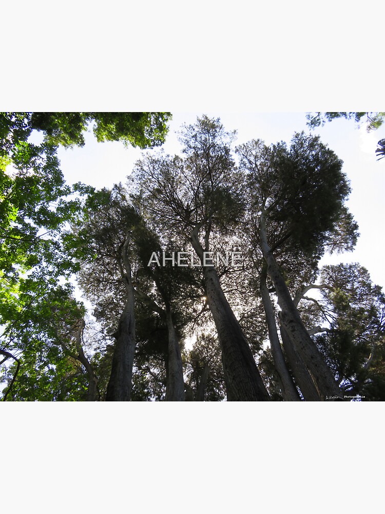 "Australian trees" Sticker by AHELENE | Redbubble