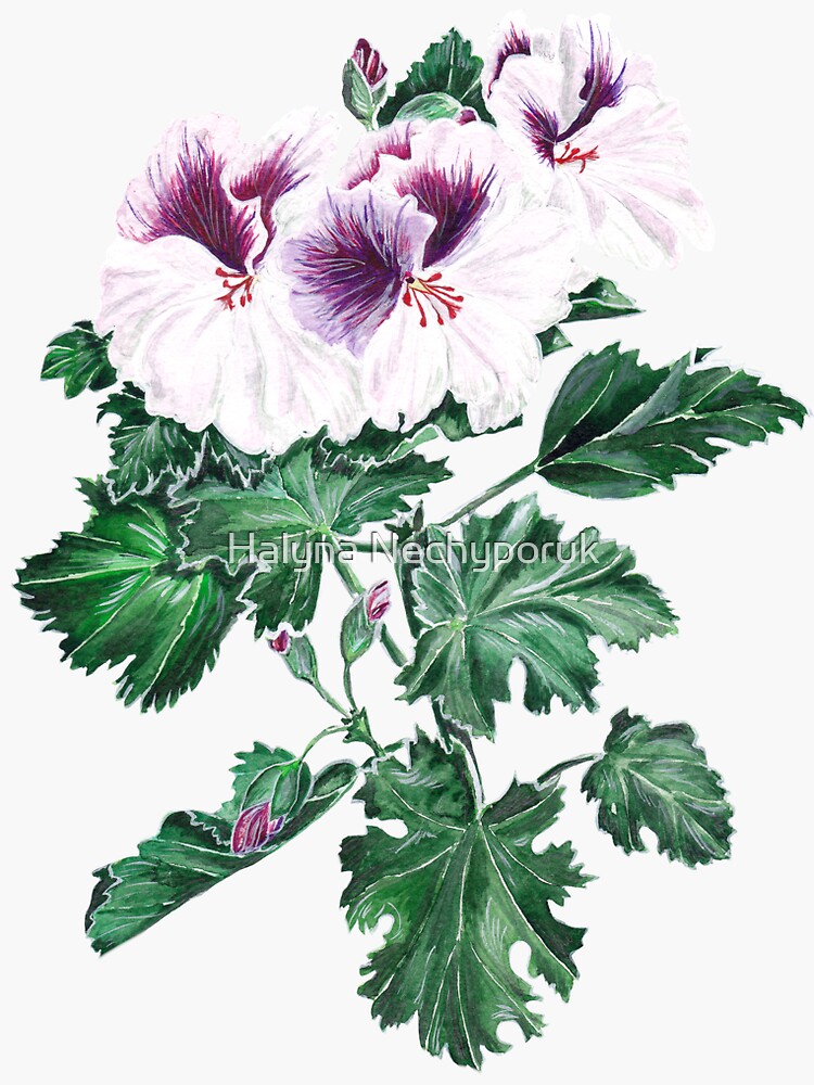 "Royal geranium flower" Sticker for Sale by feafox92 | Redbubble