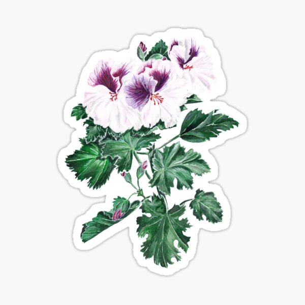 "Royal geranium flower" Sticker for Sale by feafox92 | Redbubble
