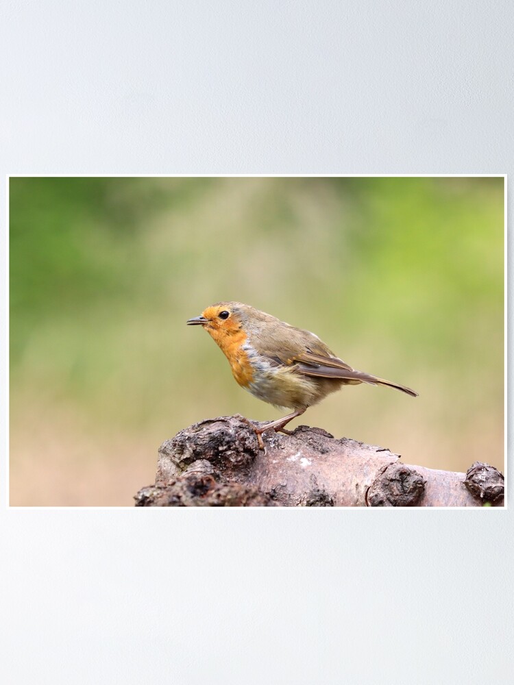 "European robin" Poster for Sale by GreyFeatherPhot | Redbubble