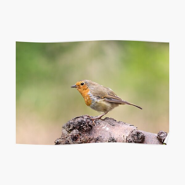 "European robin" Poster for Sale by GreyFeatherPhot | Redbubble