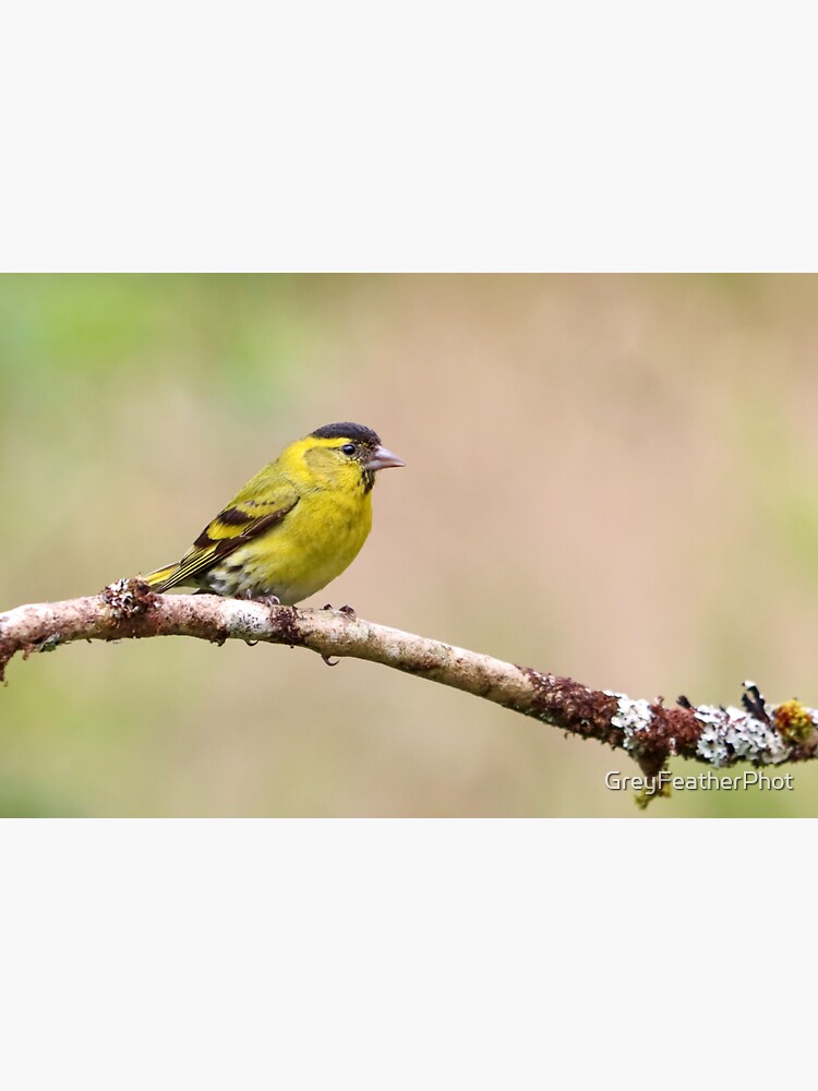 "Male siskin" Sticker for Sale by GreyFeatherPhot | Redbubble
